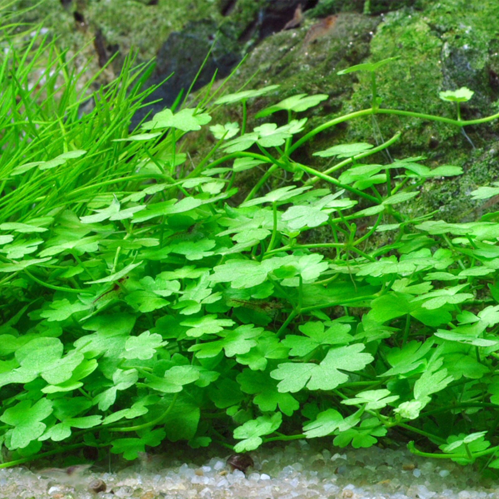 Green Tank